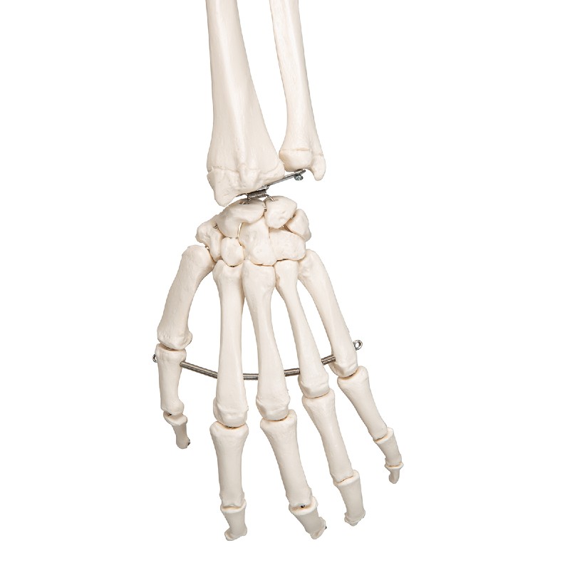 'Leo' Skeleton Model w/ Ligaments & Stand | Health and Care
